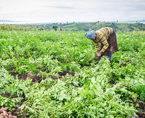 Adapting African agriculture: building the resilience of small-scale ...